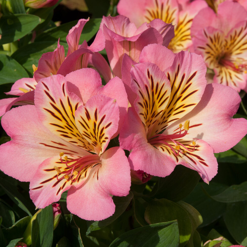 Alstroemeria 'Sunshine'. 2L Plant. Pink flowers for cutting. Peruvian ...