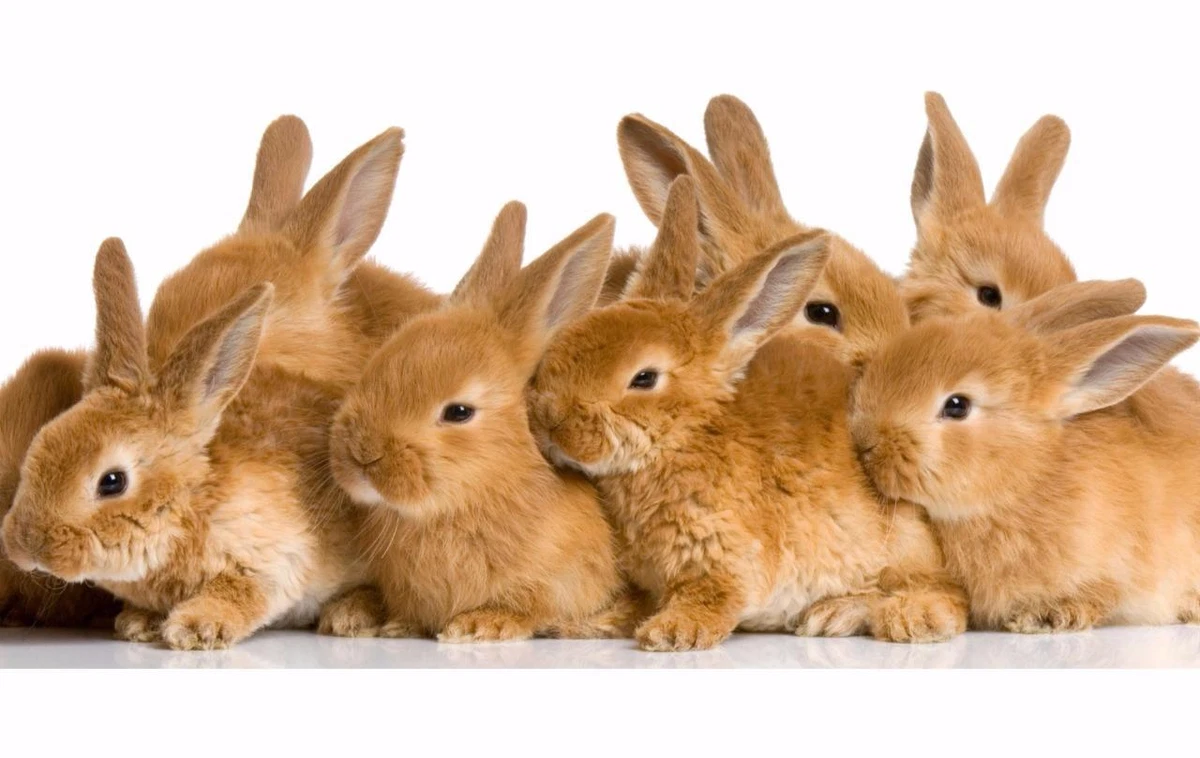 Cute Bunny Rabbits