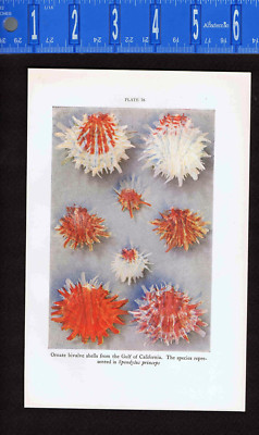Bivalve shells - Gulf of California - Spondylus princeps -1934 ...