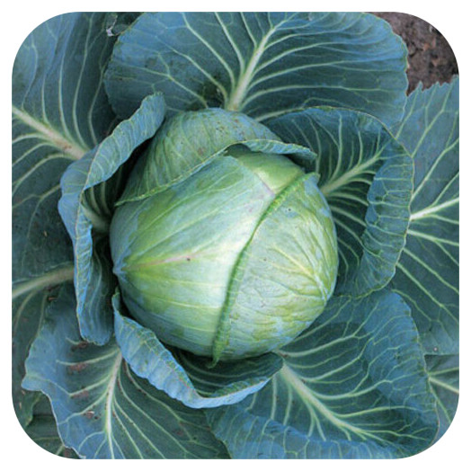 Cabbage F1 Early 'Stonehead' Mini Plug Plants x 12 'Grow Your Own ...
