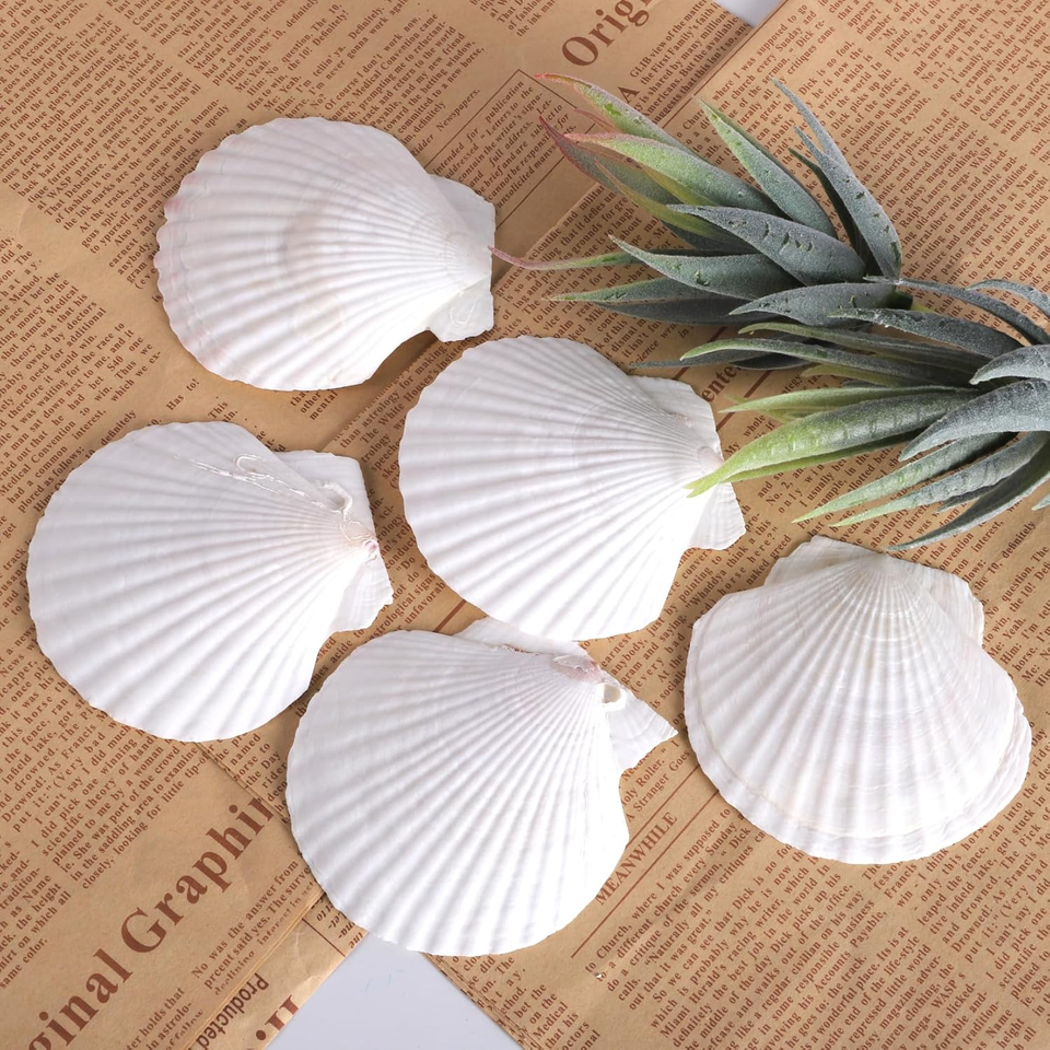 30 PCS 2.5-3 Inch Natural White Scallop Shells Sea Shells for DIY Craft ...