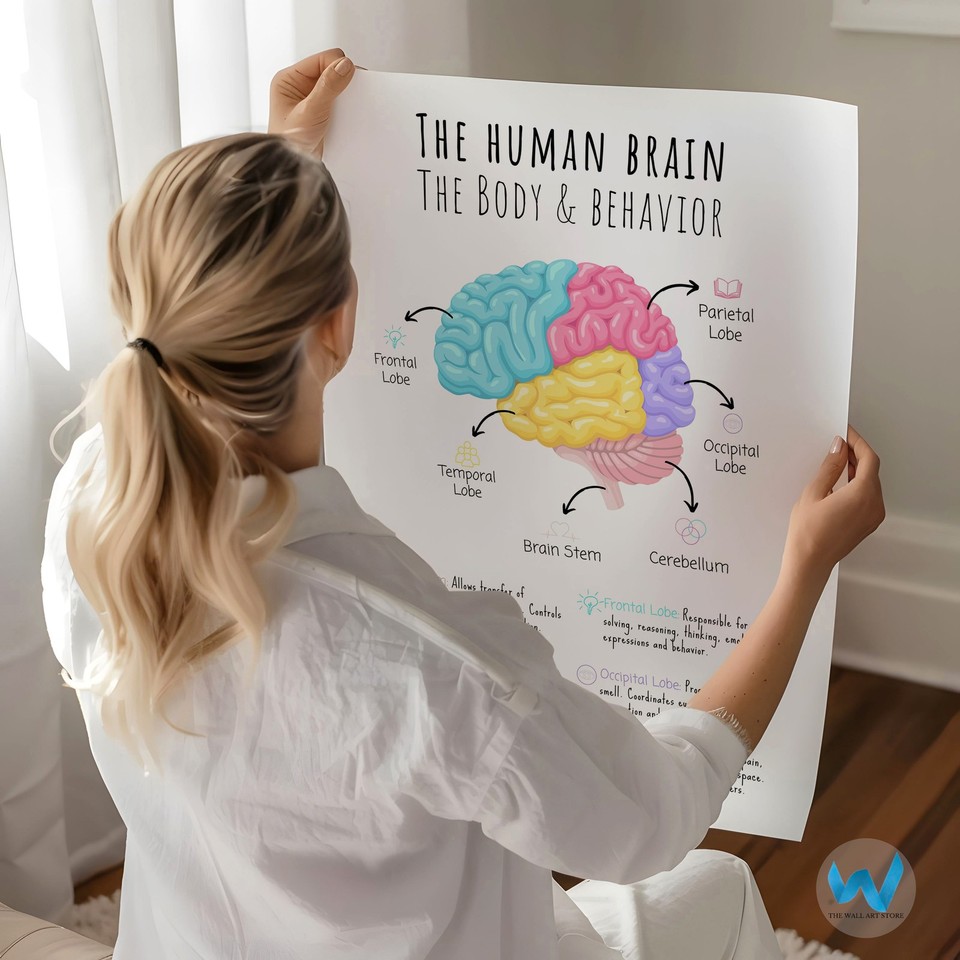 Educational Human Brain Poster Wall Art - Anatomy and Behavior | eBay