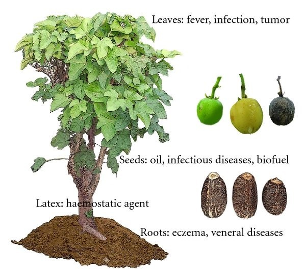 Jatropha Curcas Seeds 15 Pack, Diesel Source, Barbados Nut Oil Crop ...