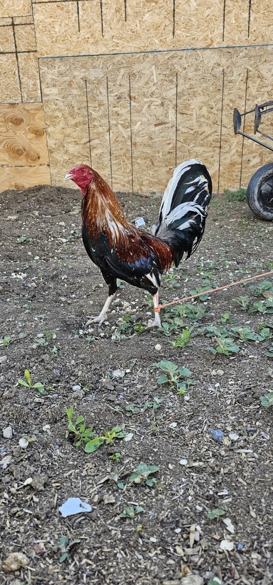 Whitehackle Gamefowl Lemus Gamefowl – LemusGamefowl Is A A Gamefowl