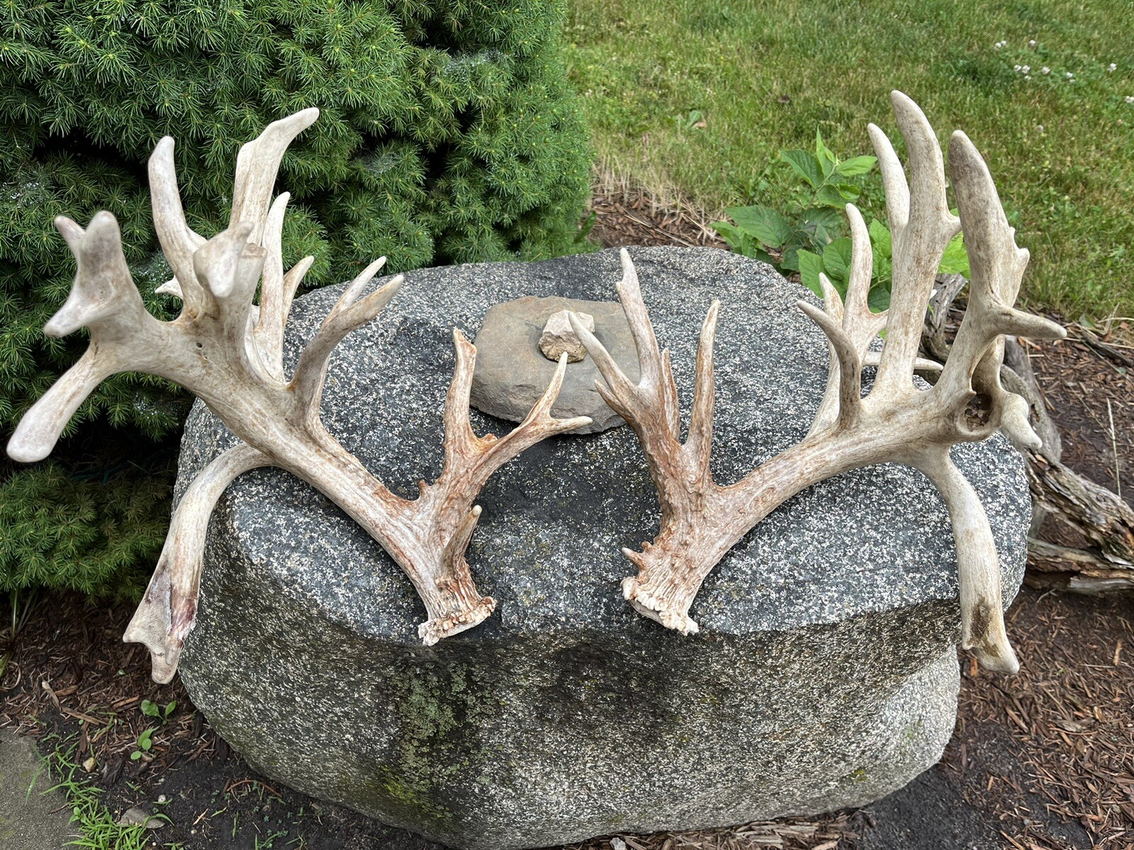 Double Drop 268 Whitetail Shed Antlers Gotta Have Nontyp EBay Double Drop 268 Whitetail Shed Antlers Gotta Have Nontyp EBay