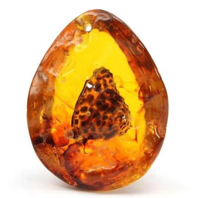 Schmetterling Bernstein Fossil Insekten Edelsteine Amber Handstein ...