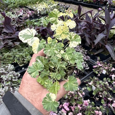 PELARGONIUM ‘SNOWY NUTMEG’! SCENTED GERANIUM! | eBay