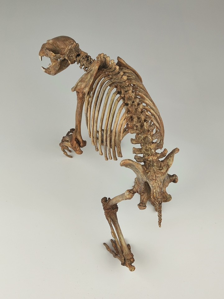 1:10 Scale Brown Bear Skeleton Model 3D Printed Ursus Arctos Animal ...