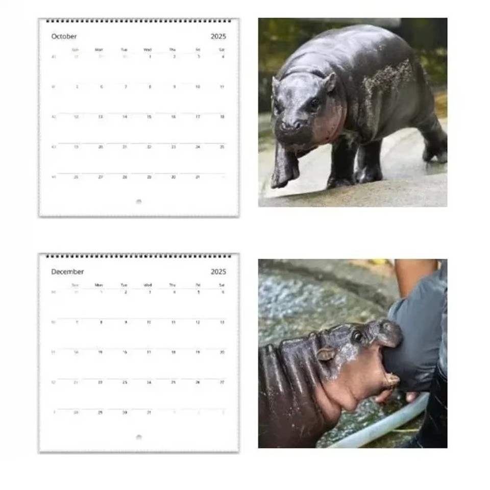 Baby Hippo Calendar 2025 Moo Deng Desktop Decoration Hippopotamus ...