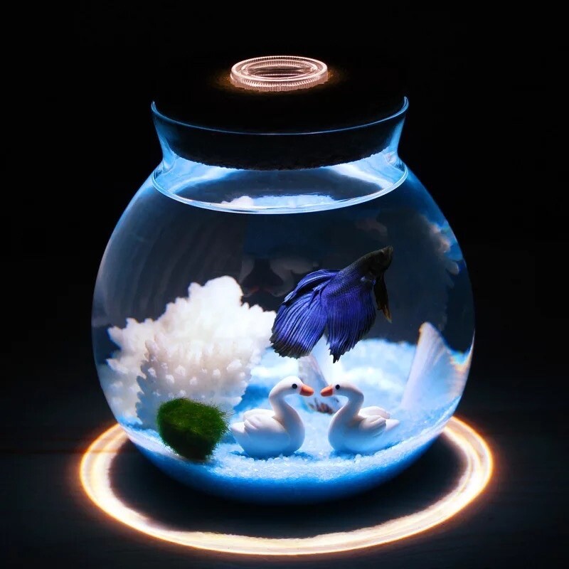 Awesome Betta Fish Tanks