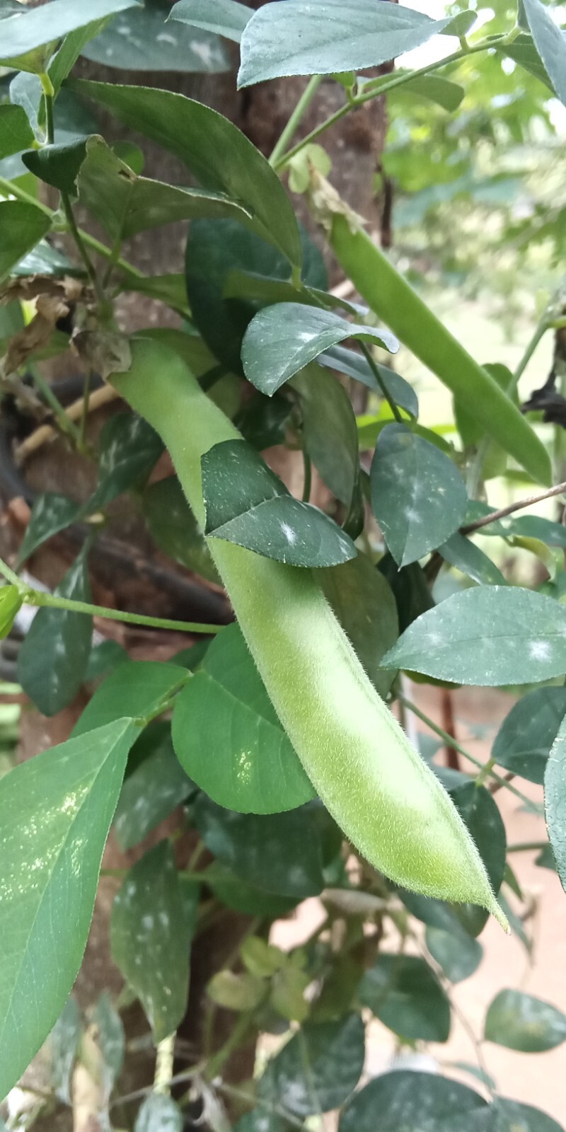 Aurvedic beauty tea nil katarolu flower seeds | eBay