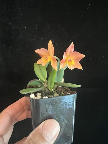 DO Select - Laelia alaorii x lucasiana x Soph. acuencis, micro mini ...