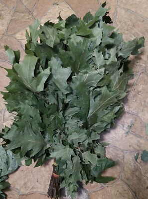 SET of 30 ECO CANADIAN OAK broom whisks for sauna SEASON 2024 FREE ...