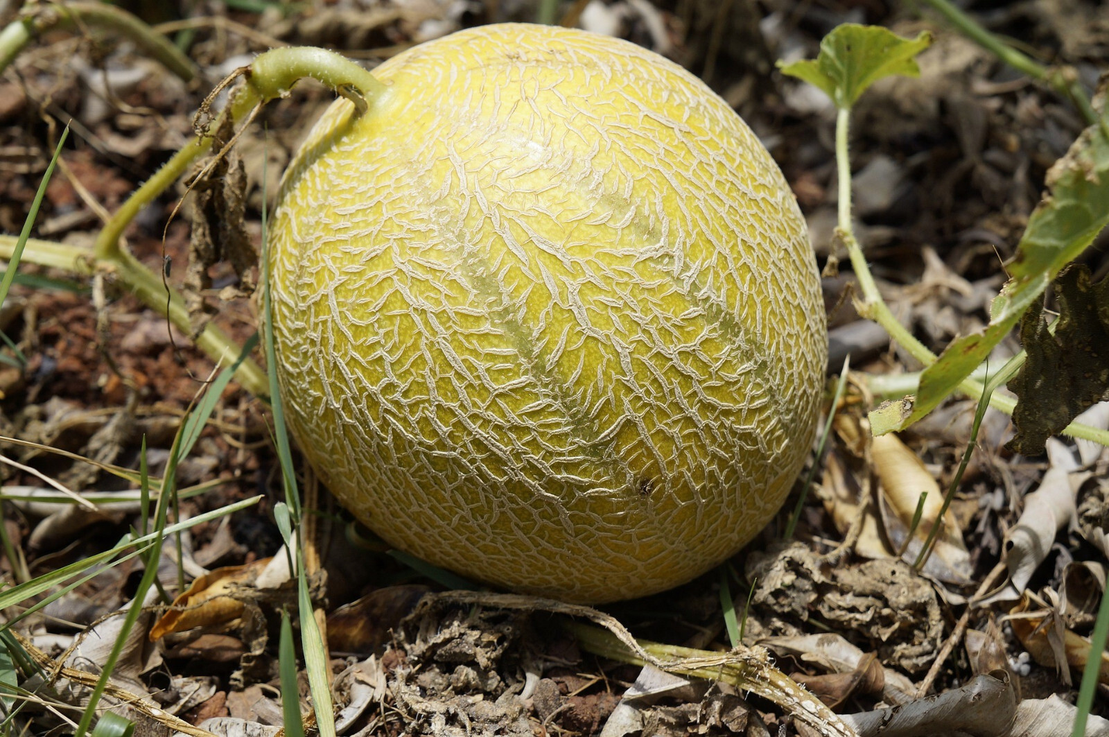 100 Minnesota MIDGET CANTALOUPE MELON Cucumis Melo Reticulatus Fruit ...