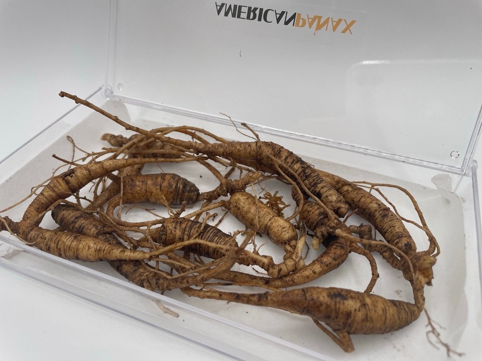 American Fresh wild Ginseng Root pure ginseng,30 ~35years, American ...