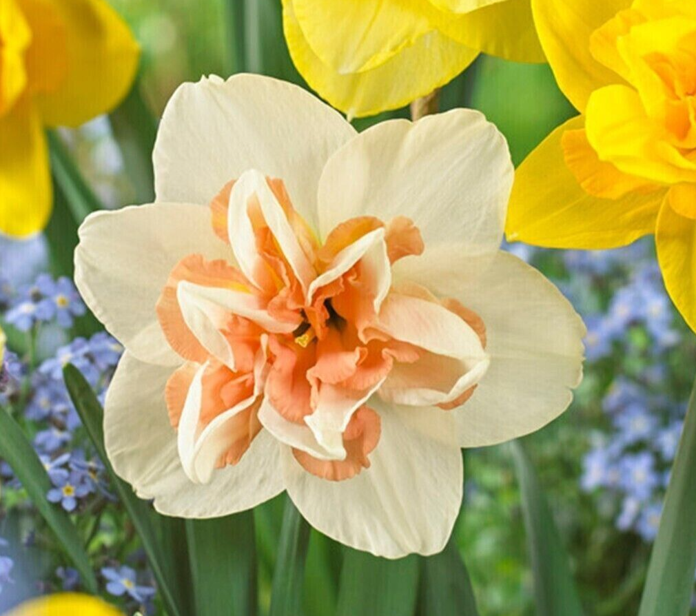 Daffodil Flower Bulbs 8 Mixed Double Daffodils Early Garden Flowers ...