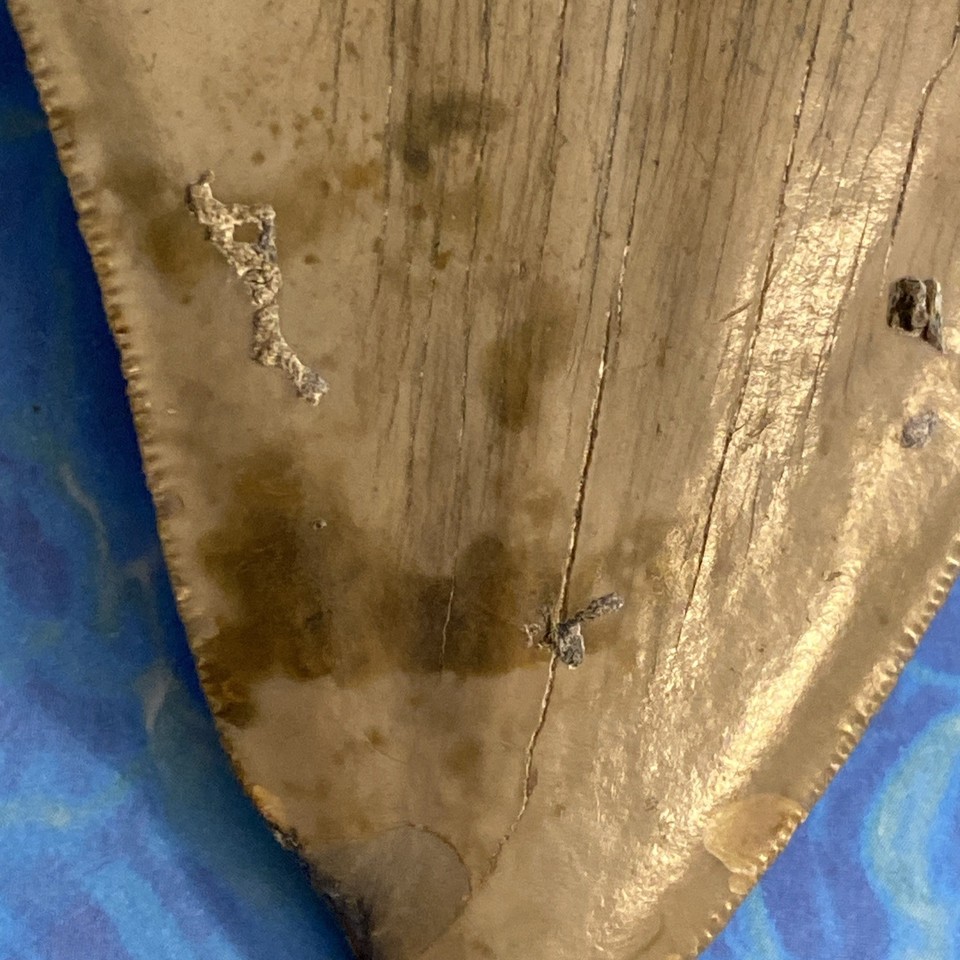 MEGALODON SHARK TOOTH 4.60” HUGE TEETH MEG SCUBA DIVER DIRECT FOSSIL NC ...