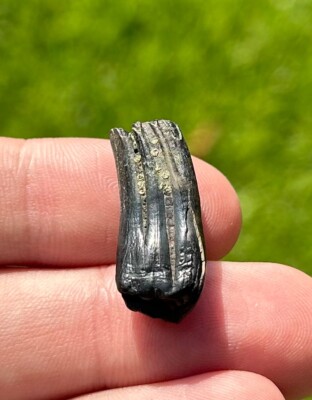 Fossil Beaver Tooth Mammal Mississippi Mammoth Age Ice Age Fossils ...