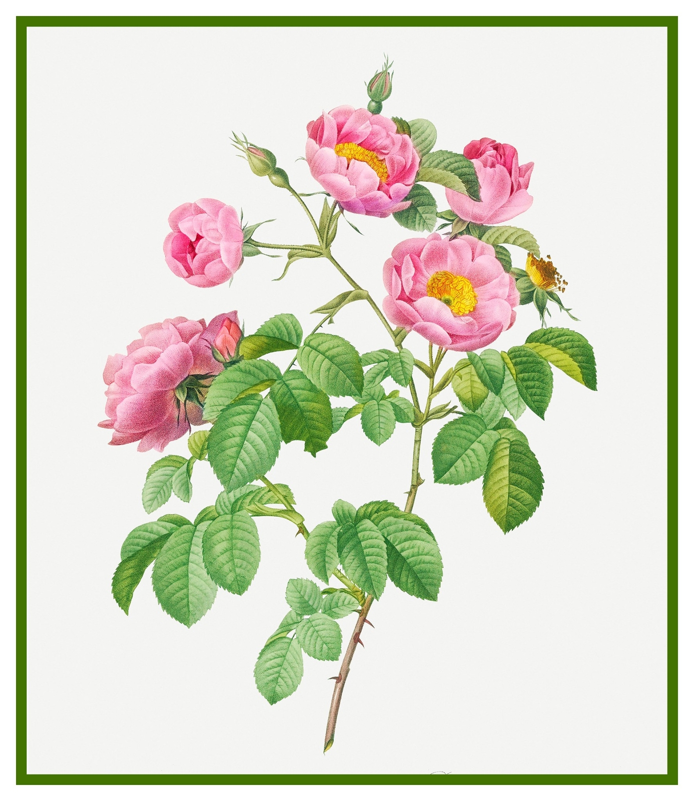 Botanical Redoute's Rosa Mollissima Rose Flower Counted Cross Stitch ...
