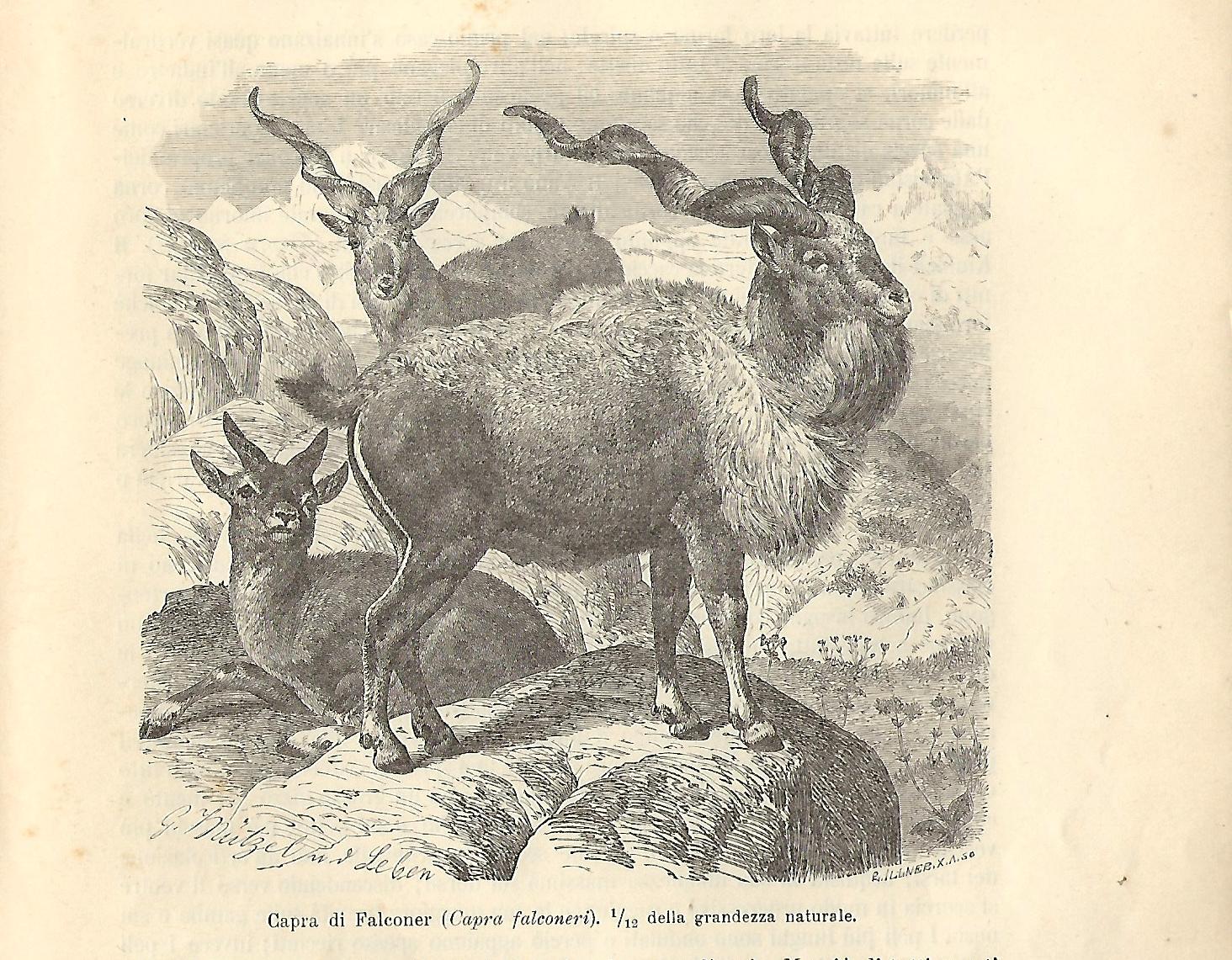 Stampa antica MARKHOR Capra falconeri 1896 Old antique print | eBay