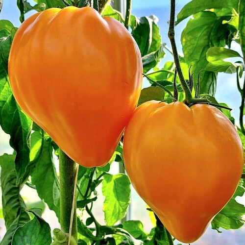 120+ Orange Oxheart Tomato Seeds ---------- Heirloom -- NON GMO - FRESH ...