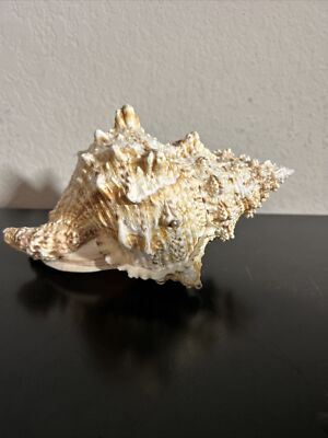 Giant Natural Conch Shell, Frog Seashell 1 Shell 7-8 inches, Large Sea ...