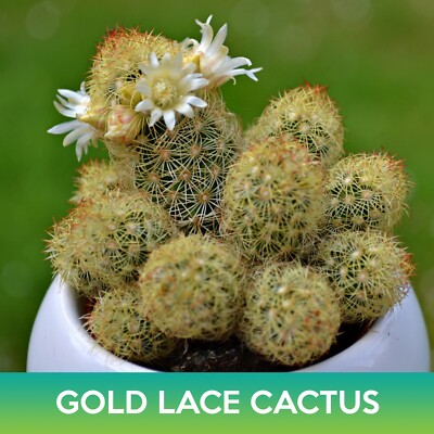 Gold Lace Cactus Seeds, Ladyfinger Cactus, Mammillaria elongata | eBay