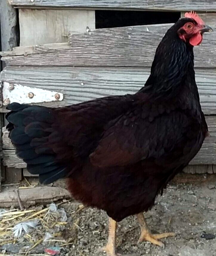 6 NPIP/AI Clean RHODE ISLAND RED EXHIBITION Chicken Hatching Eggs HI ...