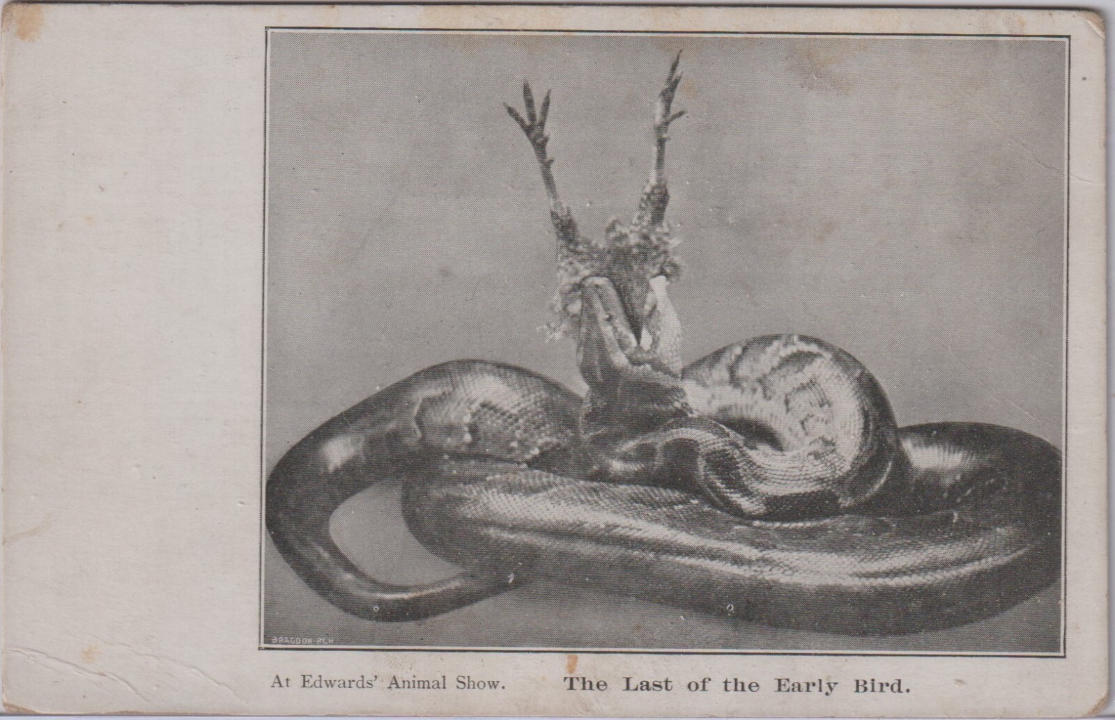 THE LAST OF THE EARLY BIRD - SNAKE EATING BIRD UNUSED POST CARD | eBay