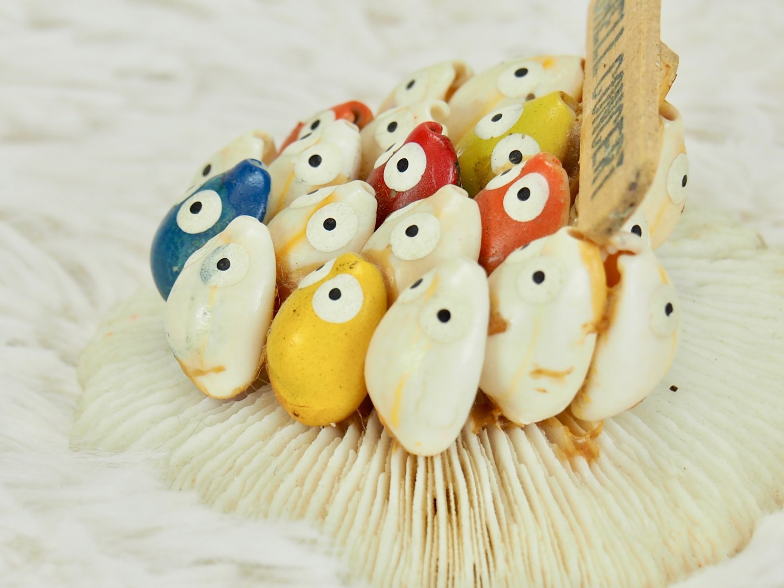 "Shell Concert" Small Island Souvenir Hand Painted 3" Across Sea Shells ...