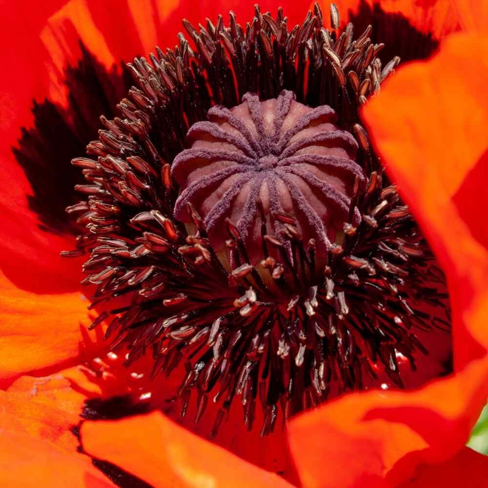 Poppy PRINCE OF ORANGE Red Flowers Oriental Perennial Poppies Non-GMO ...