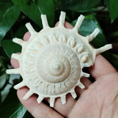 Large Sun Carrier Stellaria Sola Seashell Shell Rare Real Beach Home ...