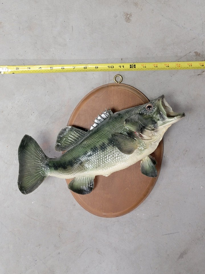 Antique REAL SKIN, Bass, Fish Mount, TAXIDERMY! | eBay
