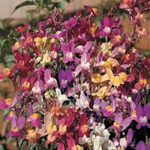 Linaria maroccana 'Northern Lights' Flower Mixture - Toadflax 150,000 ...