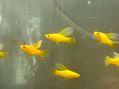 HIGH FIN! Banana Variatus Platy's, BREEDER TRIO! | eBay