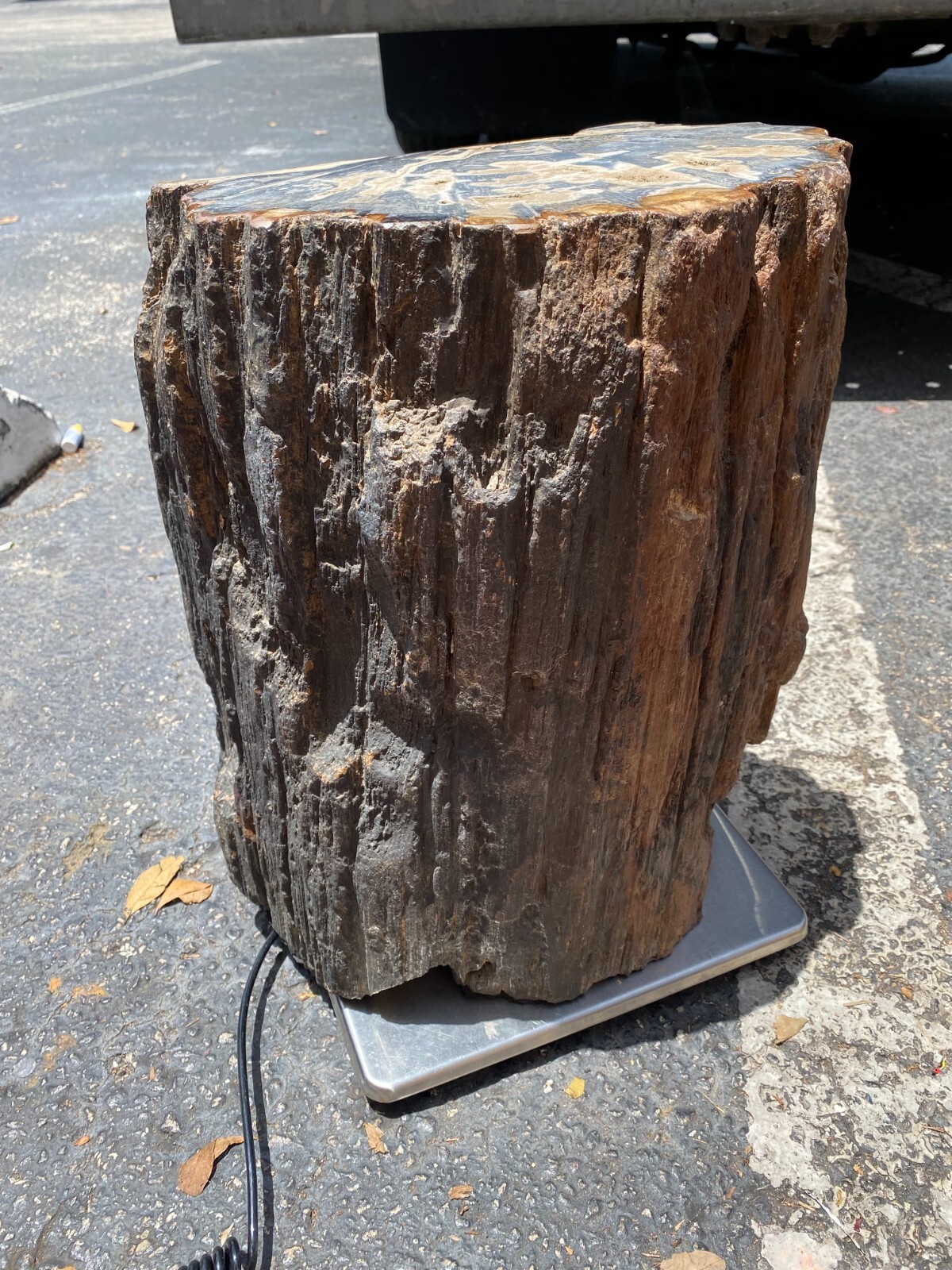 Rare Petrified Wood Trunk Bark 112 lbs Fossil | eBay