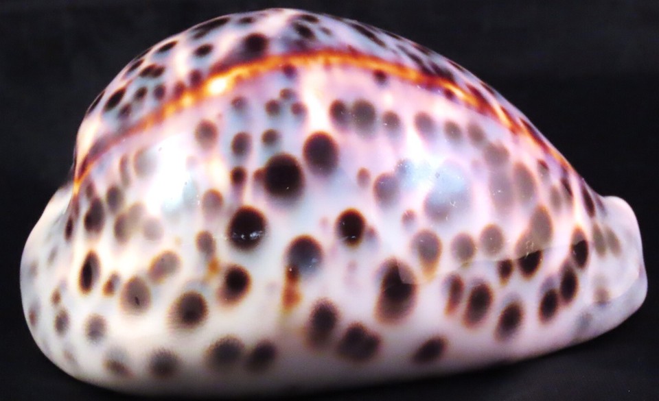 Cypraea Tigris Hawaiian Tiger Cowry Seashell Medium Size 82.55mm (AA ...