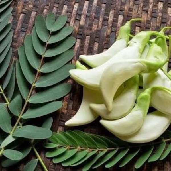 10 Sesbania grandiflora / Agati / Kathurumurunga /Hummingbird tree send ...