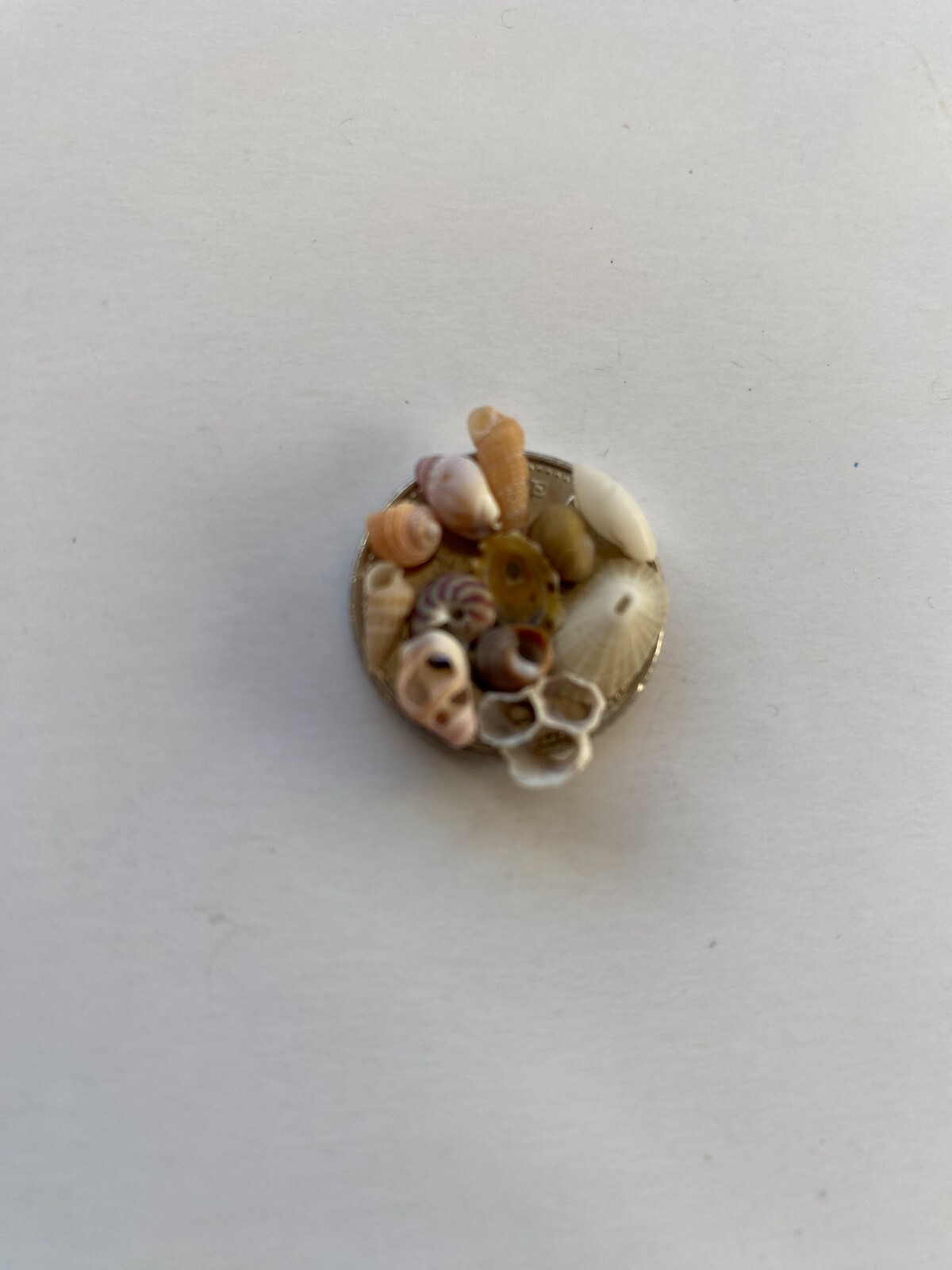 30 Miniature Sea/Beach Shells Small/Tiny/Miniscule Dolls House/Crafts 1 ...