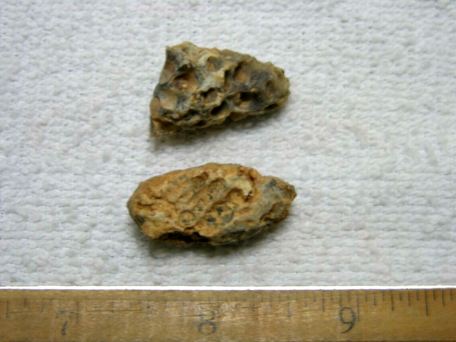 Petrified Silicified fossil Pine Cones Eocene Epoch Northern Sahara desert I40 | eBay