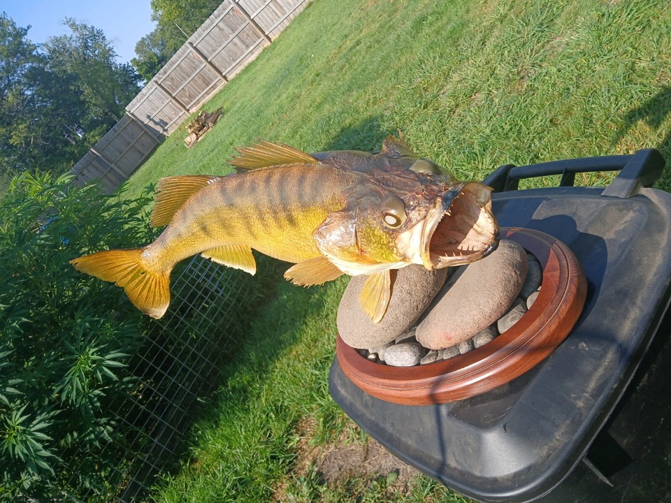 Taxidermy 29 inch Walleye Tabletop Mount Very Nice!! | eBay