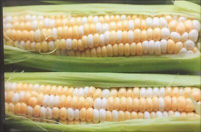 G90 Delicious Hybrid Sweet Corn Seed Bicolor Treated 1400 Seeds, 1lb 95 ...