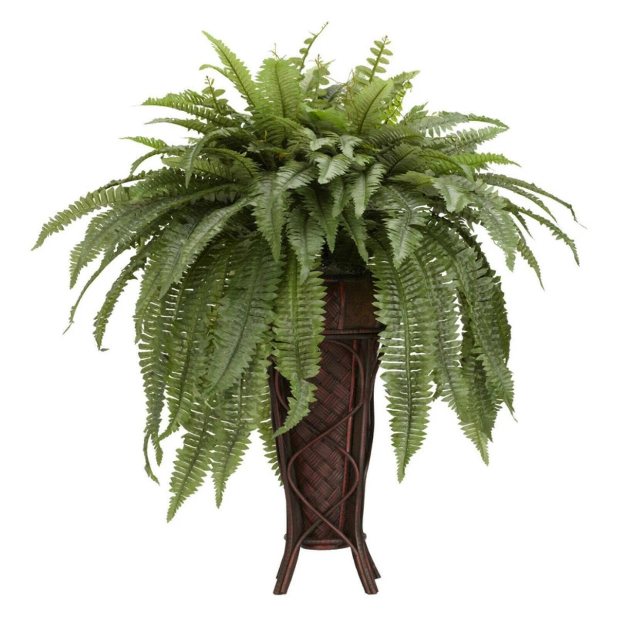 Tall Potted Ferns