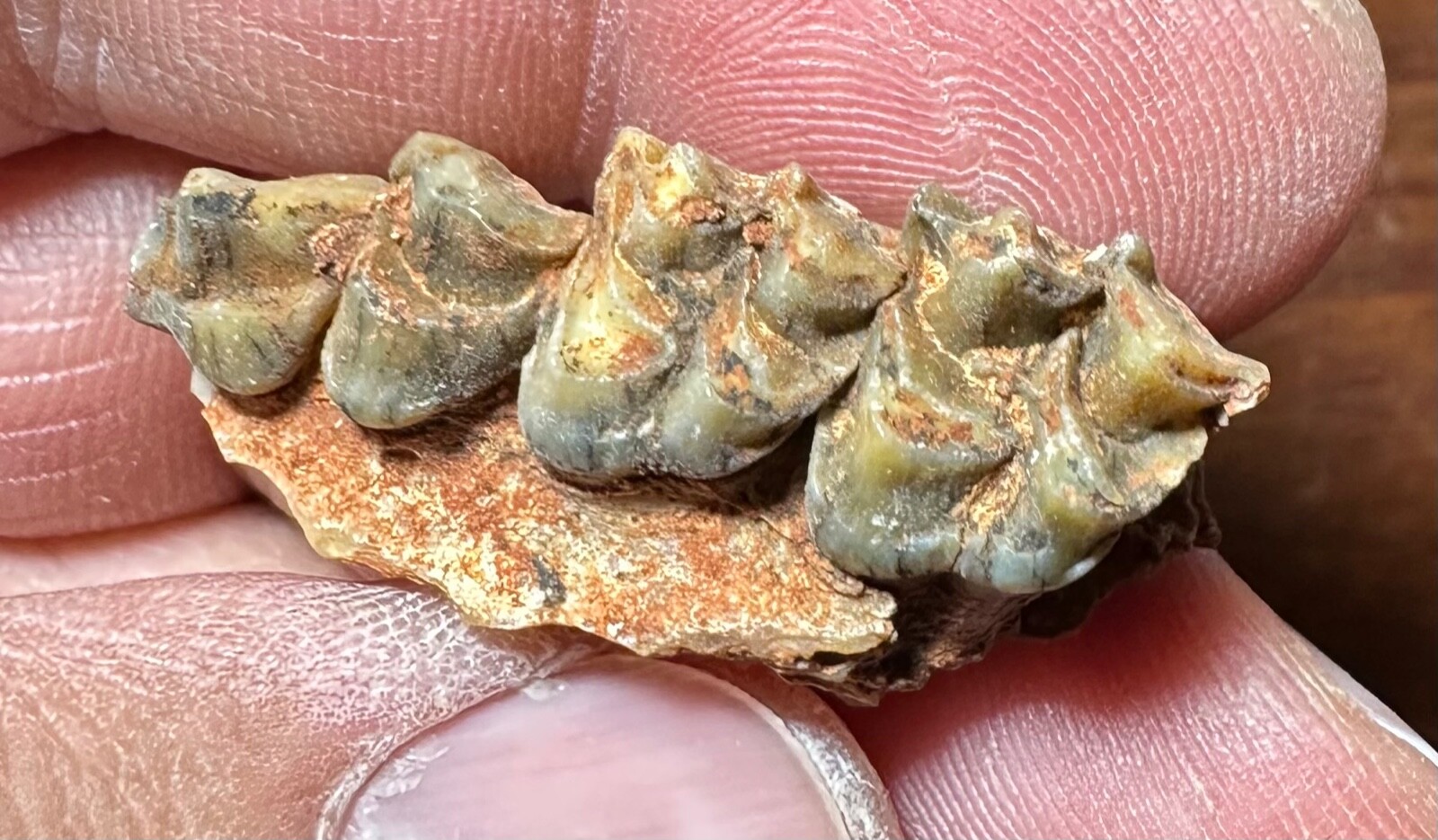 ULTRA RARE fossil PRODREMOTHERIUM early mammal maxilla teeth Chattian ...