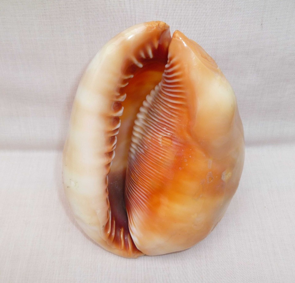 ANTIQUE FINELY CARVED CAMEO CONCH SEA SHELL – 3 FIGURES – MUSICAL ...
