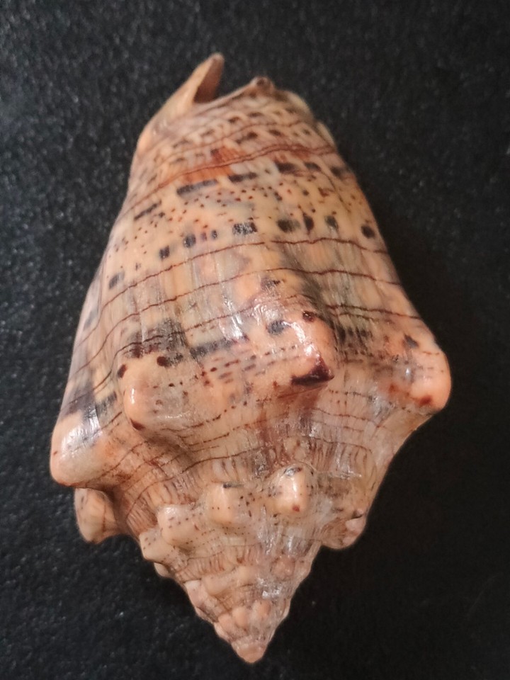 Conchiglia Shell VOLUTA MUSICA con opercolo mm 94 Venezuela | eBay