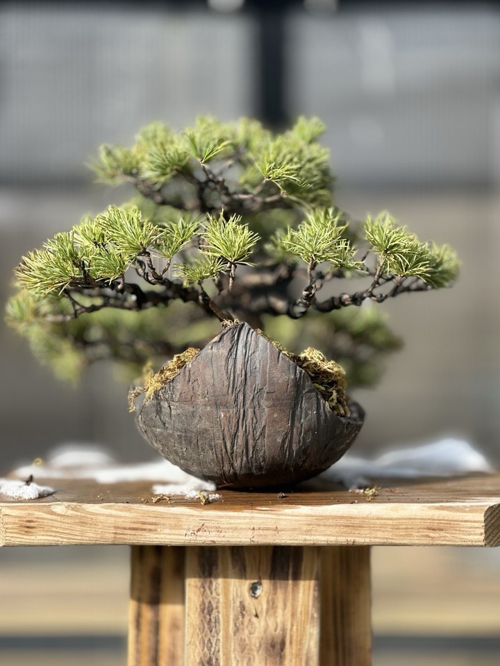 Japanese Shohin Nasu White Pine, On High Quality Moon Pot | eBay