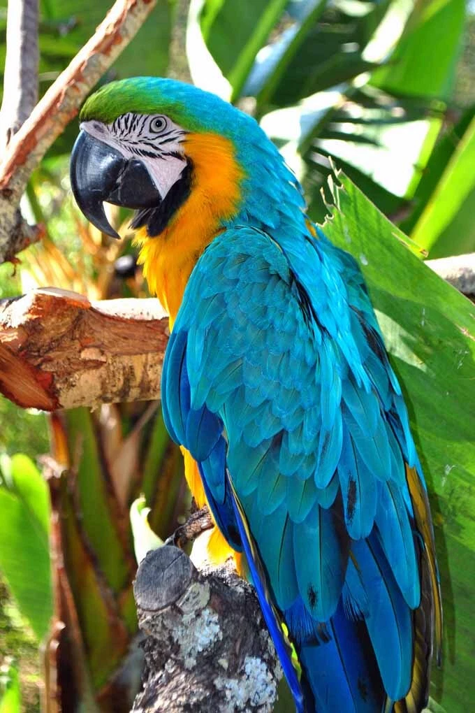Macaw Species WWF, 45% OFF | eccosis.com.co