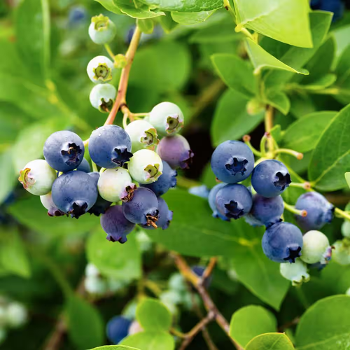 1 Gal. Bushel and Berry Sapphire Cascade Hanging Blueberry Live Plant ...