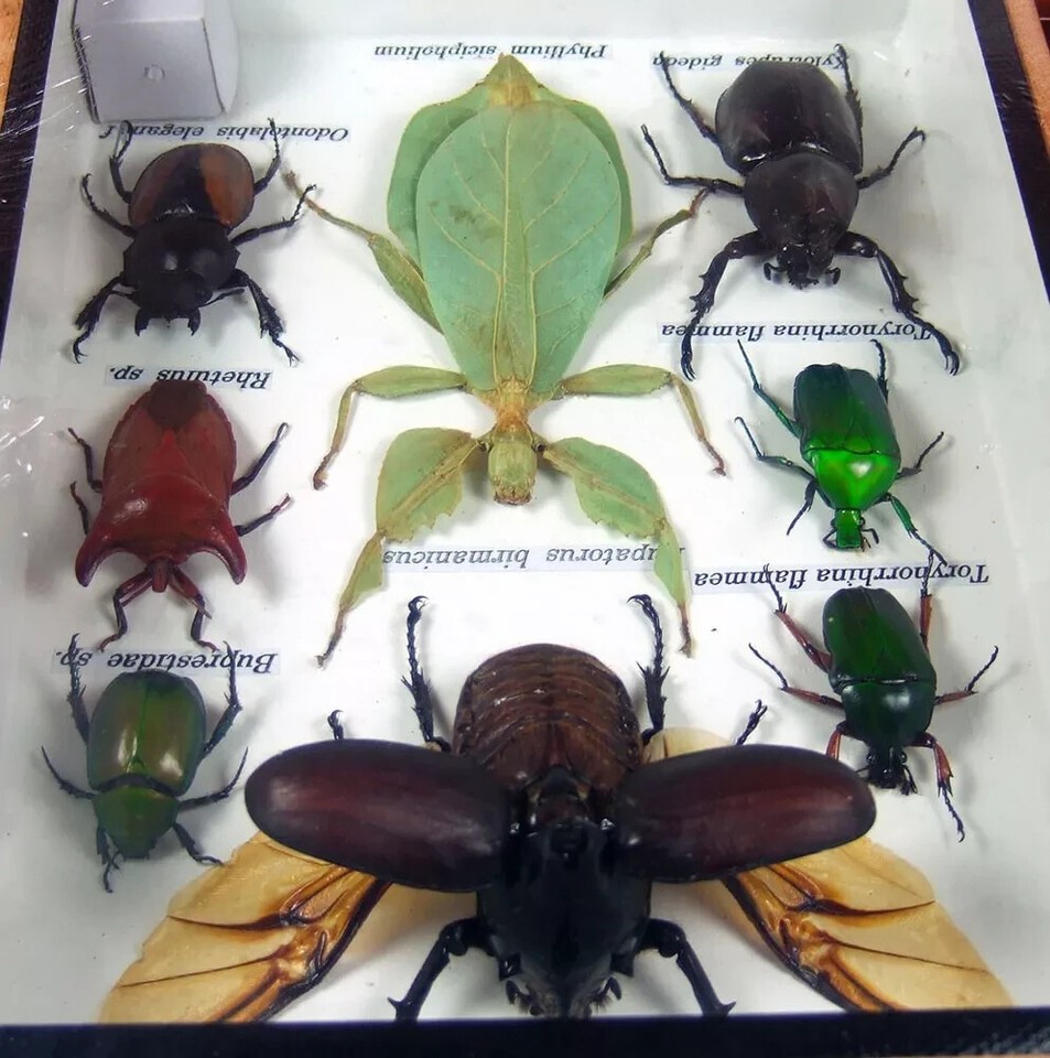 Real Insect Taxidermy Display Framed Box Butterfly Art Entomology ...